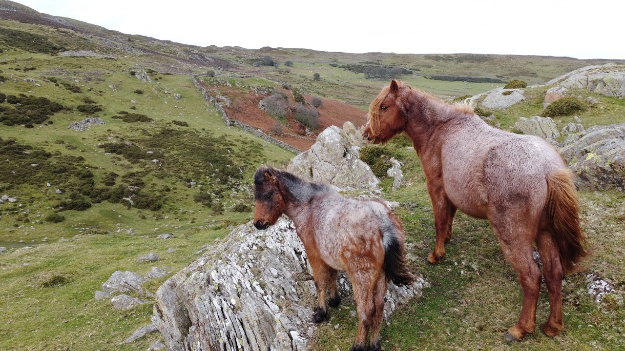 The Carneddau Ponies - YouTube