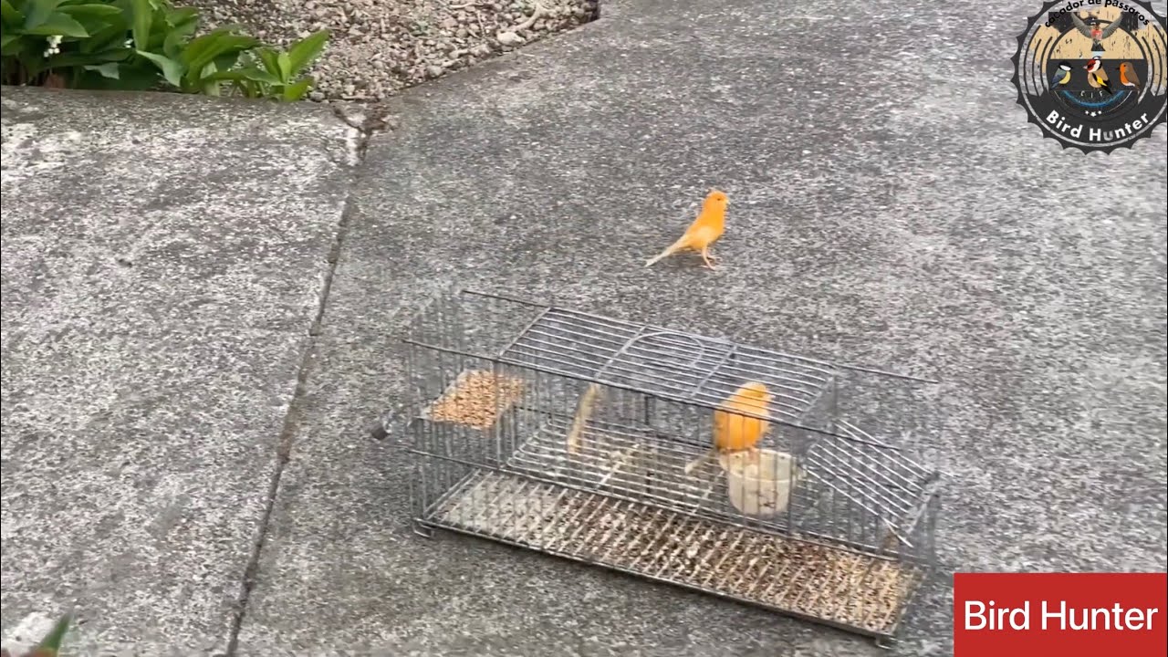 How To Trap A Canary Bird Safely And Humanely Pro Tips For Beginners