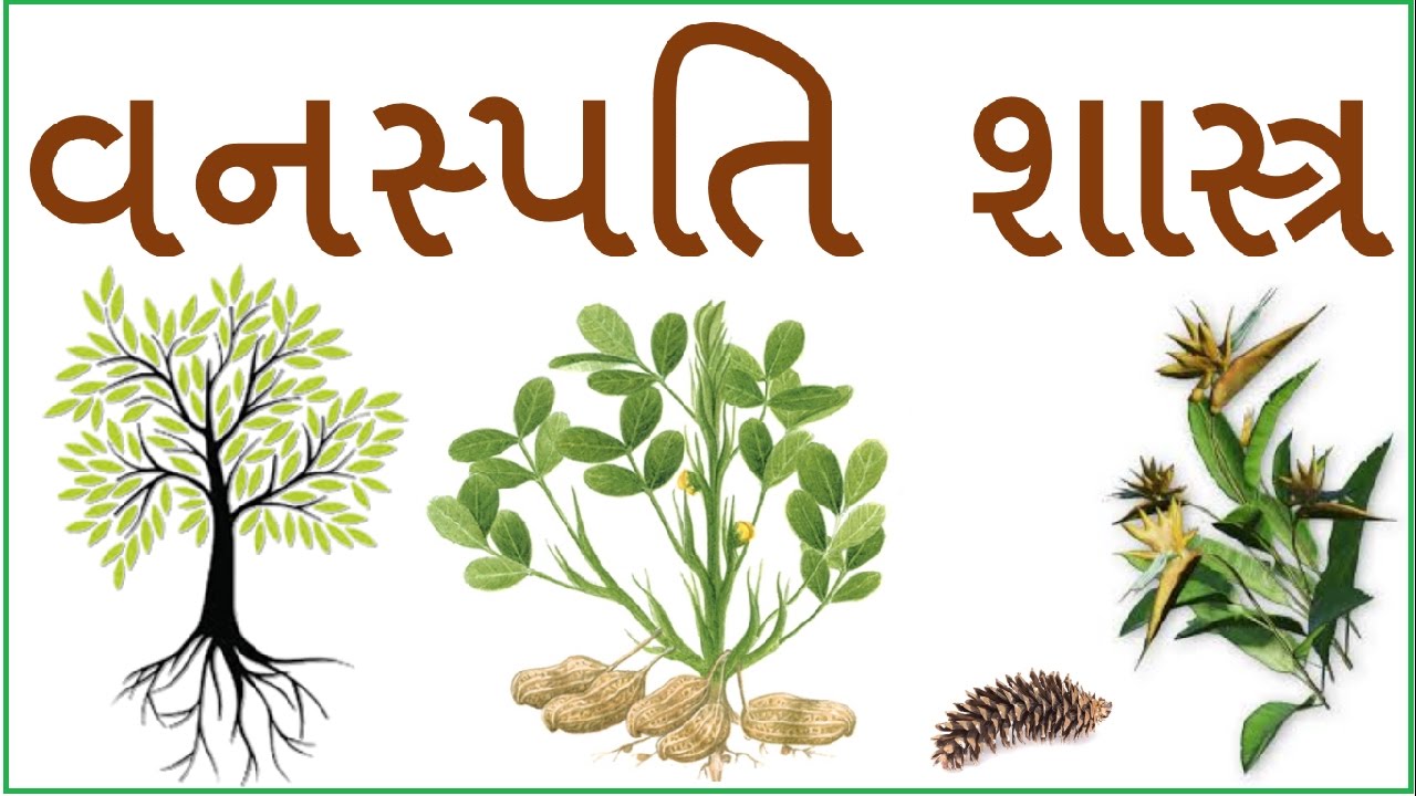 Forest Department Forest Guard Exam Vanaspati Shashtra Mcq On Tree Forest Department Forest Guard Exam Vanaspati Shashtra Mcq On Tree