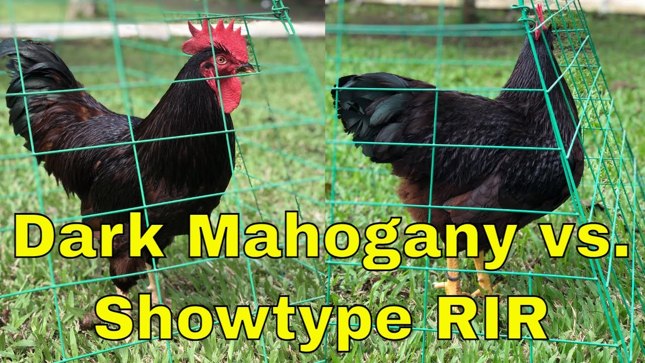 Rhode Island Red (RIR) Chickens Philippines - Dark Mahogany vs ...