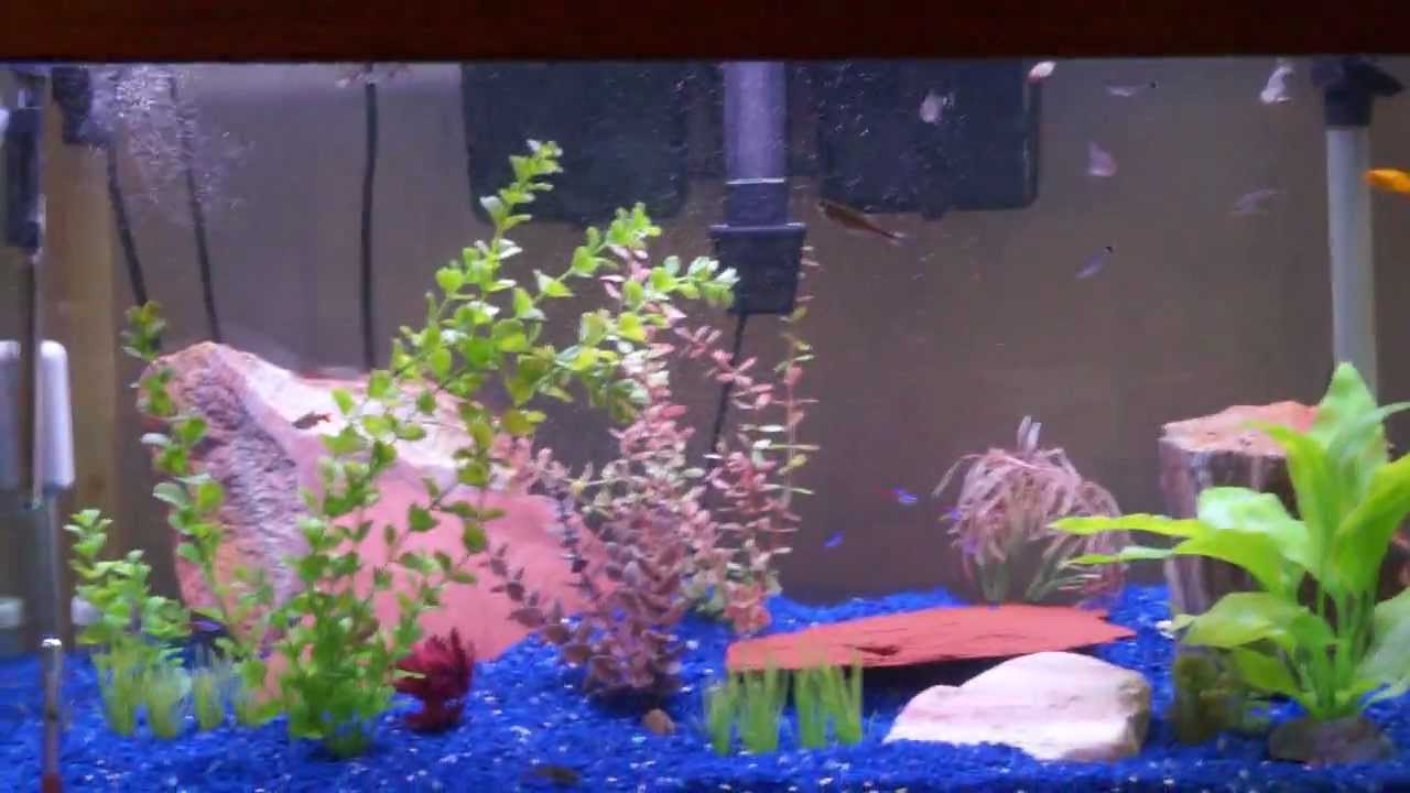 45 gallon fresh water fish aquarium - YouTube