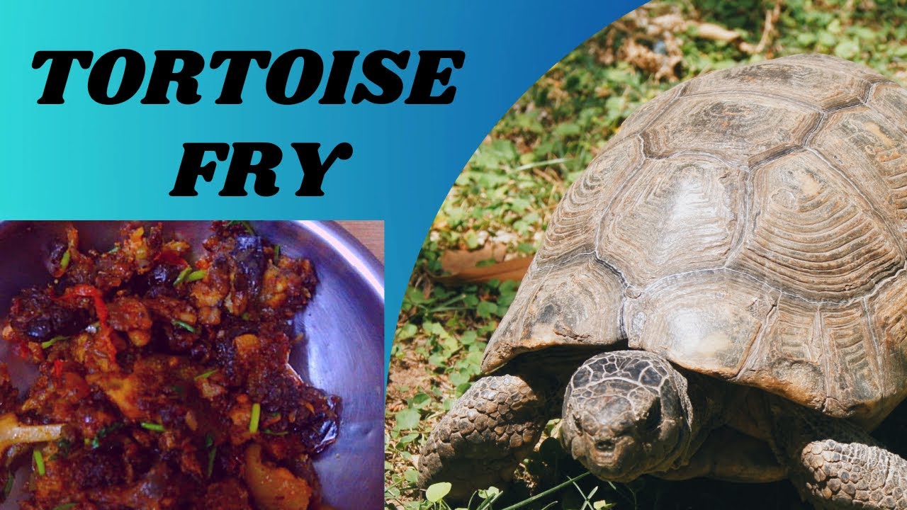 Testy Tortoise fry food recipe in Telugu | yummy cooking turtles fry ...
