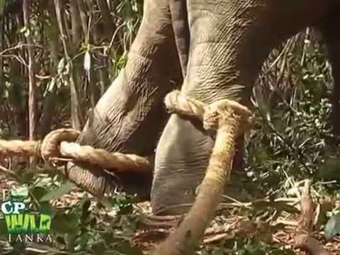 Huge Elephant Capture ! - YouTube