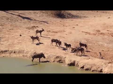 Timsah Ve Sırtlan Sürüsü Arkasında Kalan Domuz
