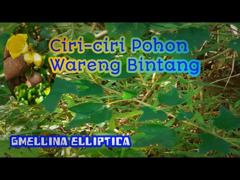 Mengenal Ciri-ciri Pohon Wareng, Daun, Bunga dan Buah Dihabitatnya ...