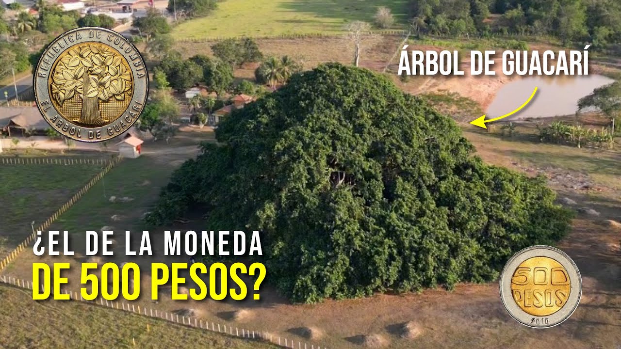 Árbol de Guacari: ¿El que aparece en la moneda de 500 pesos? | San ...
