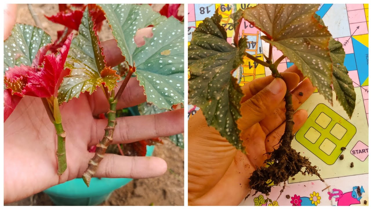 How To Grow Begonia Gryphon | Begonia Care - YouTube