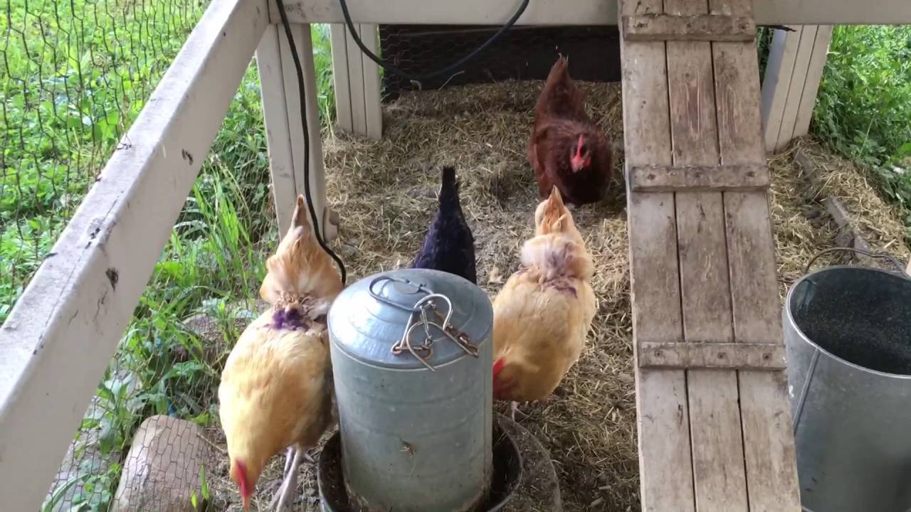 CHICKEN HERDING 102 - YouTube