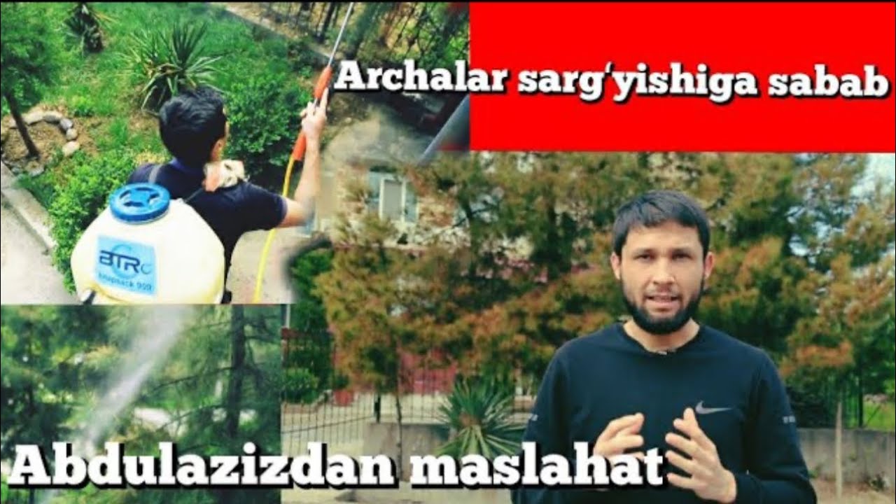 Archalar sarg’ayishi, qurib qolishi, hashorat va shira tushishi ...