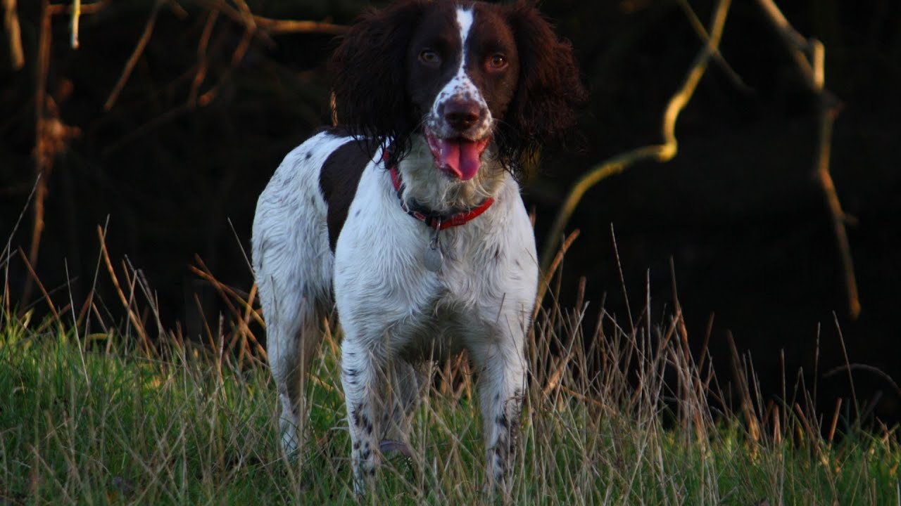 Providing Optimal Nutrition for Your English Springer Spaniel - YouTube