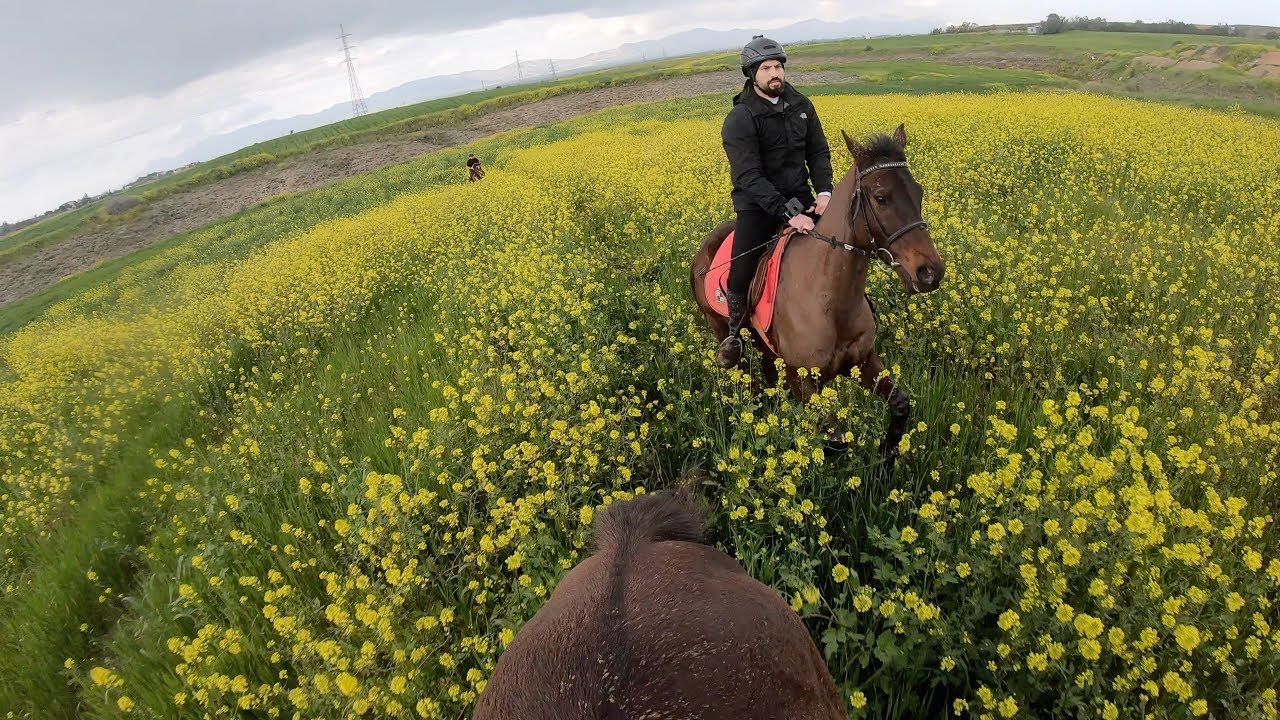 Spring Horseback Riding - Galloping in the blooming countryside - GoPro ...