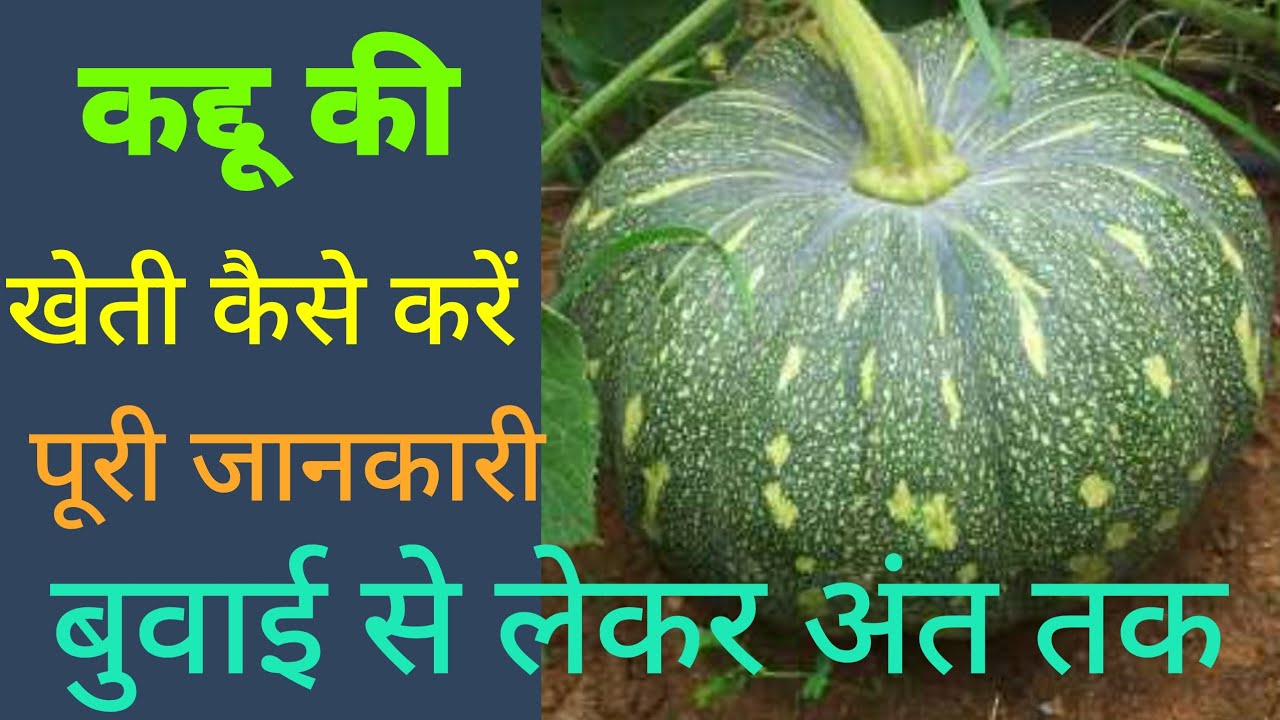 कद्दू की खेती की पूरी जानकारी kaddu ki kheti kab kare #pumpkin farming ...
