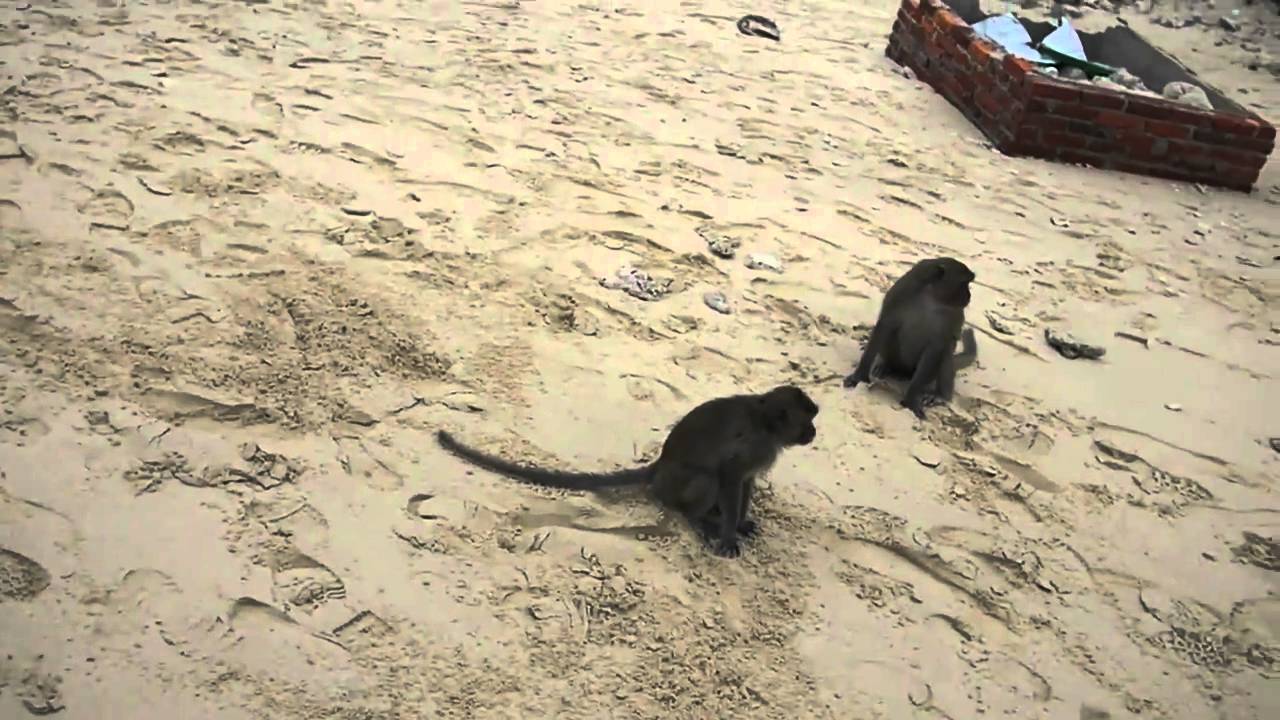 Attack Macaques on Monkey Island - YouTube