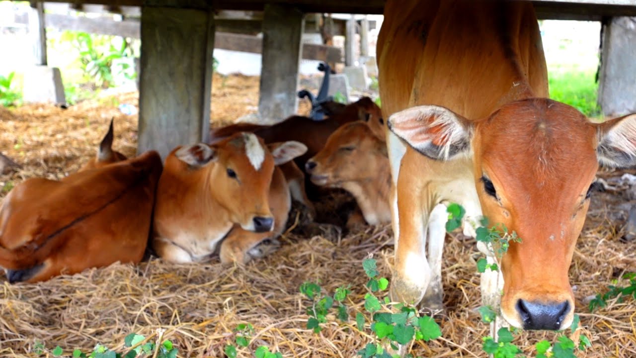 Anak Sapi Lembu Lucu & Comel Bermain di Bawah Pondok Kayu - Gembala ...