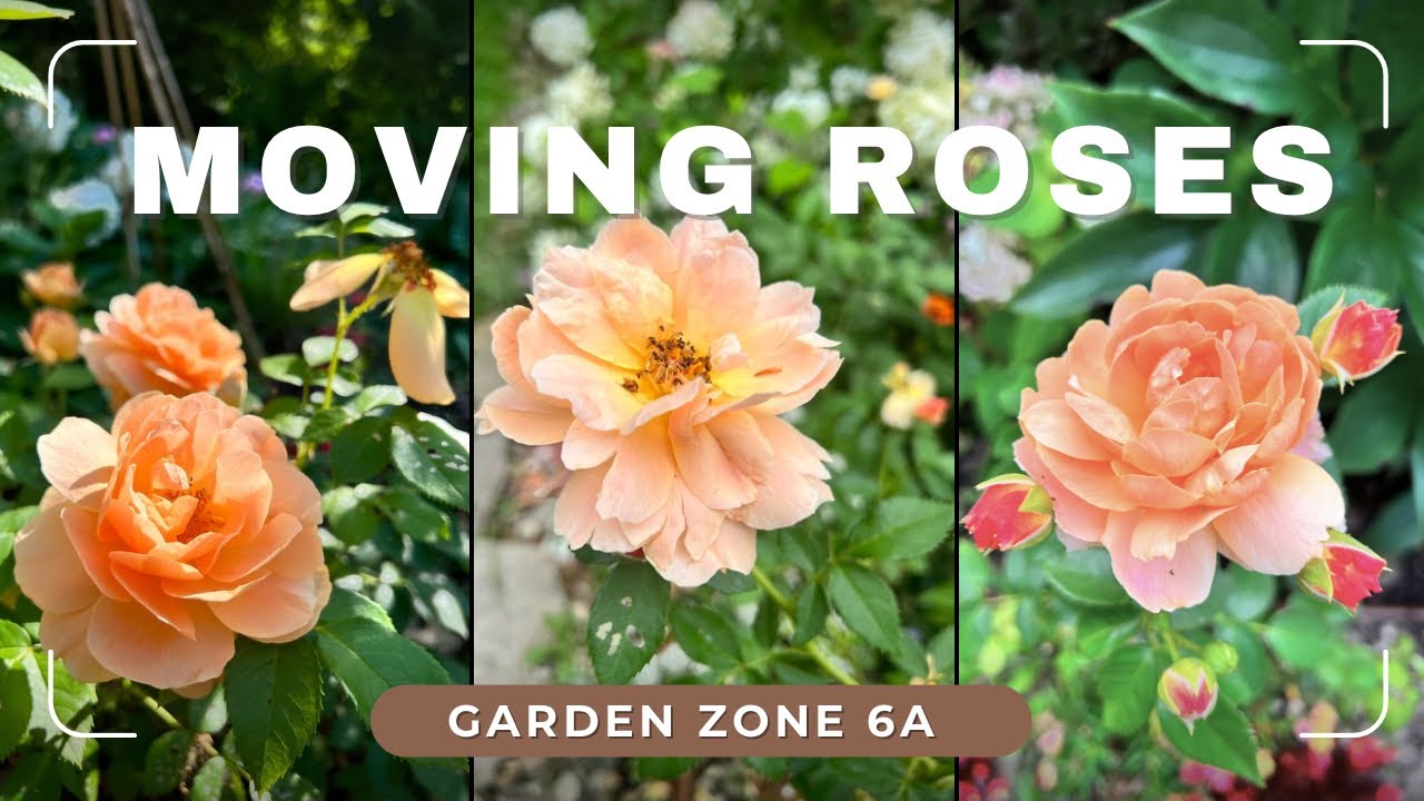 Growing Roses At Home | Moving Proven Winners Roses to the Cut Flower ...