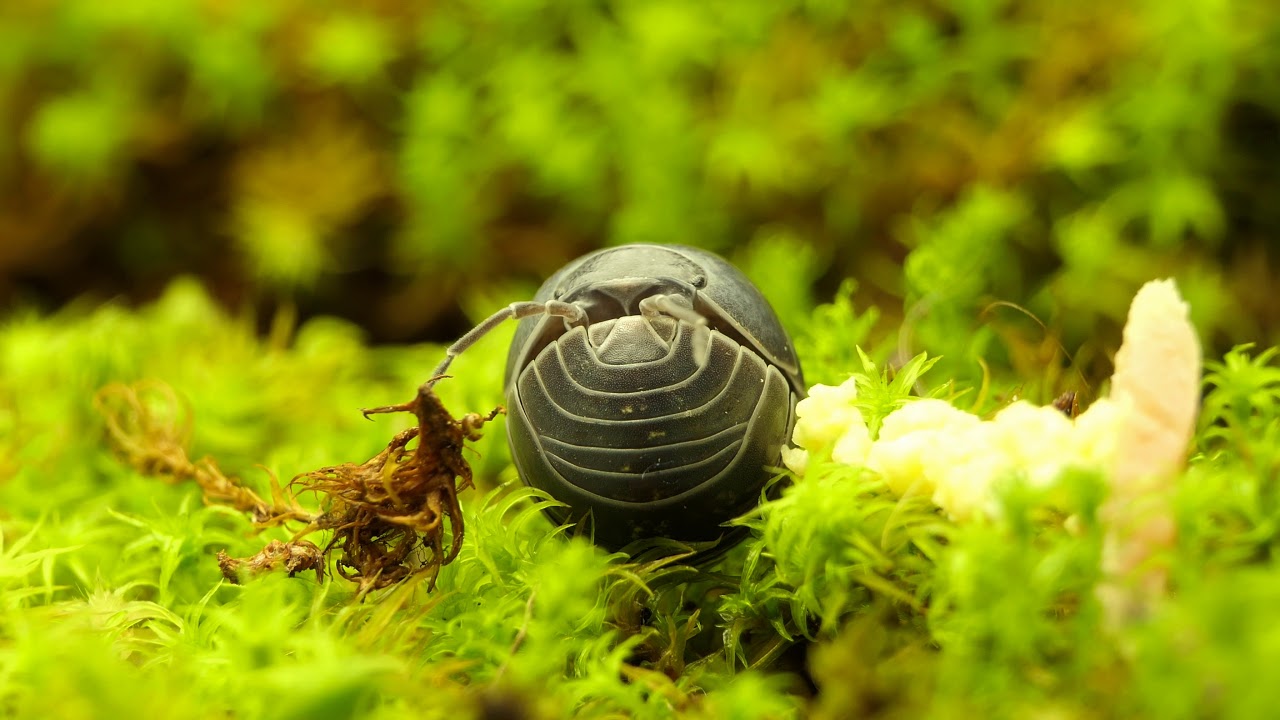 Armadillidiidae AKA Roly poly bug. - YouTube