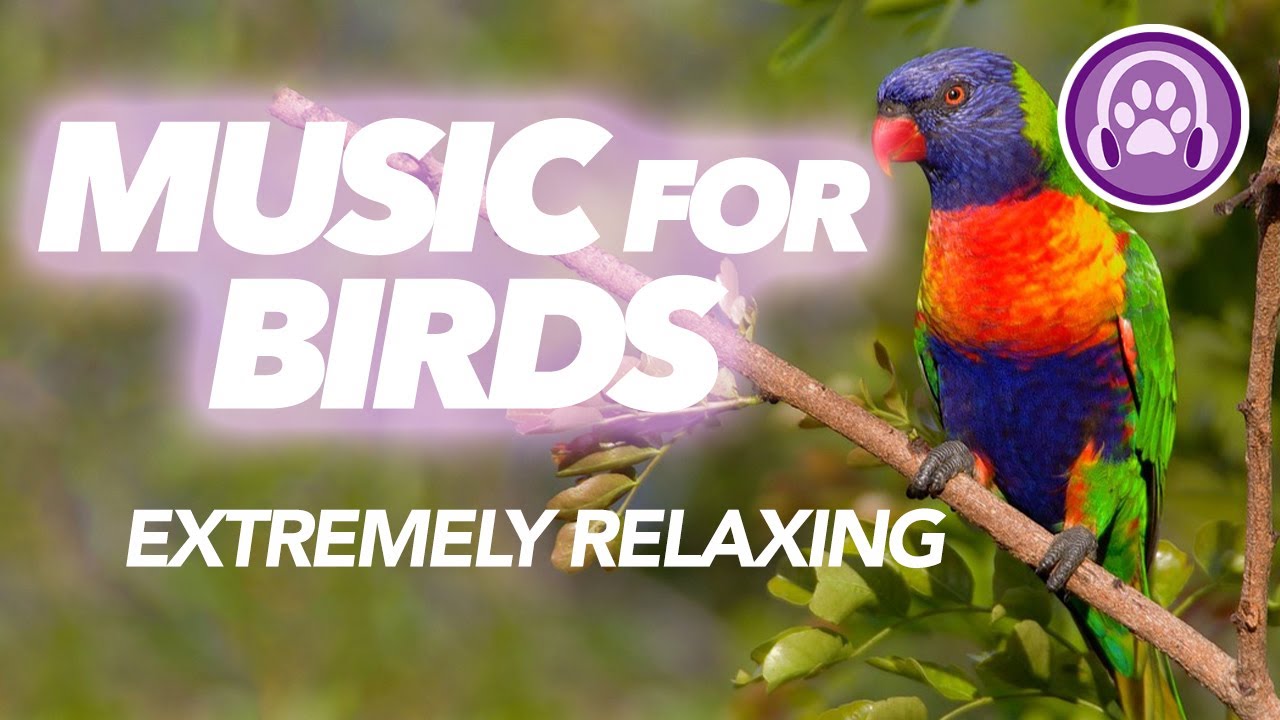 9 HOURS of Bird Bops - Music Parrots Love - Calming Music for All Birds ...