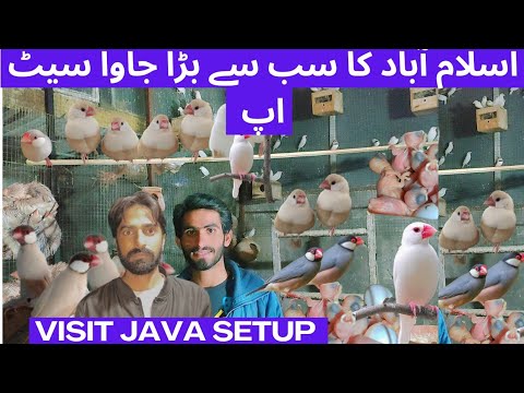 Islamabad ka sub se bara java setup #java #fawnjava #whitejava# ...
