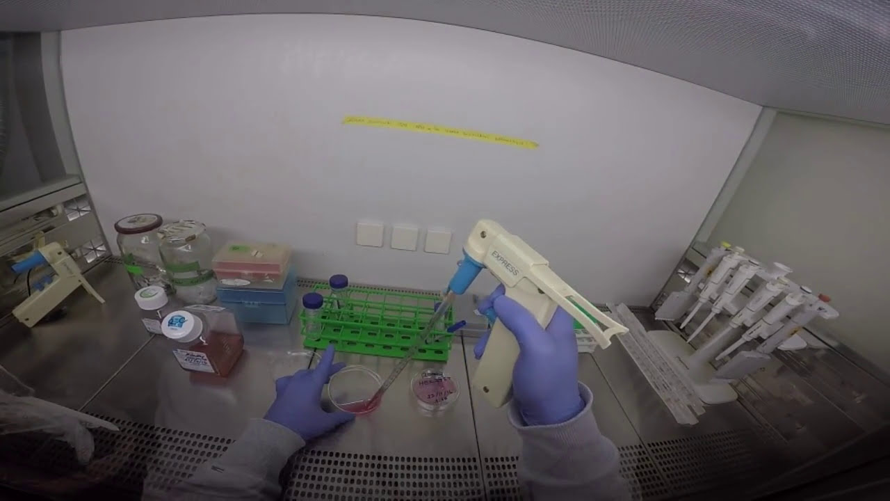 Cell Culture: Passaging (Splitting) Cells - YouTube