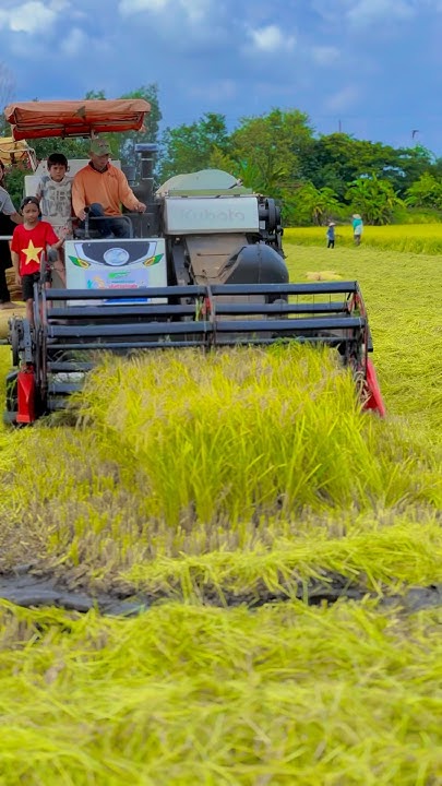 Máy Cắt Lúa 🌾 - YouTube