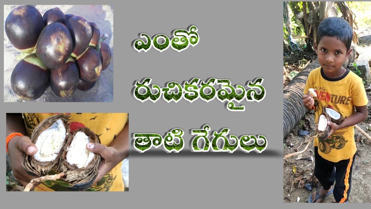 gegul palm sprouts-oldest traditional Indian village food |thati gegulu ...