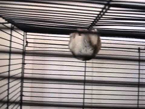Hamster doing stunts! - YouTube