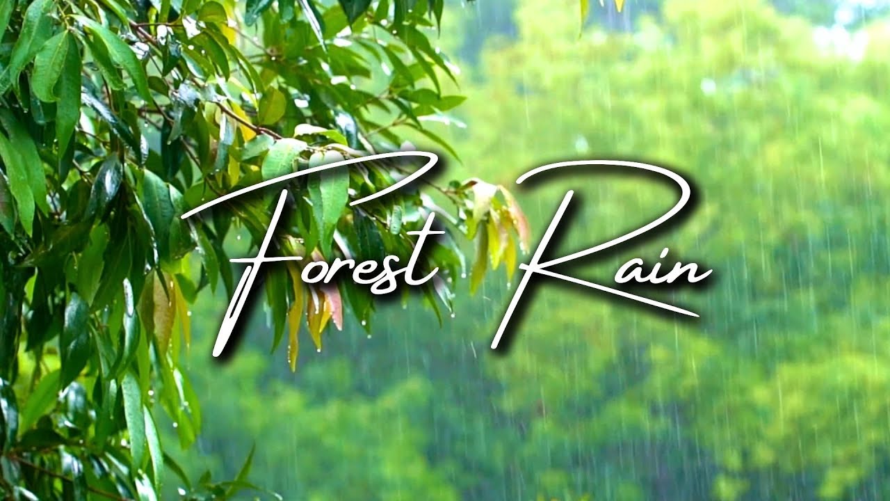 Steady Rain on Trees to Feel Less Stressed | Sound of Rain on Trees (8 ...