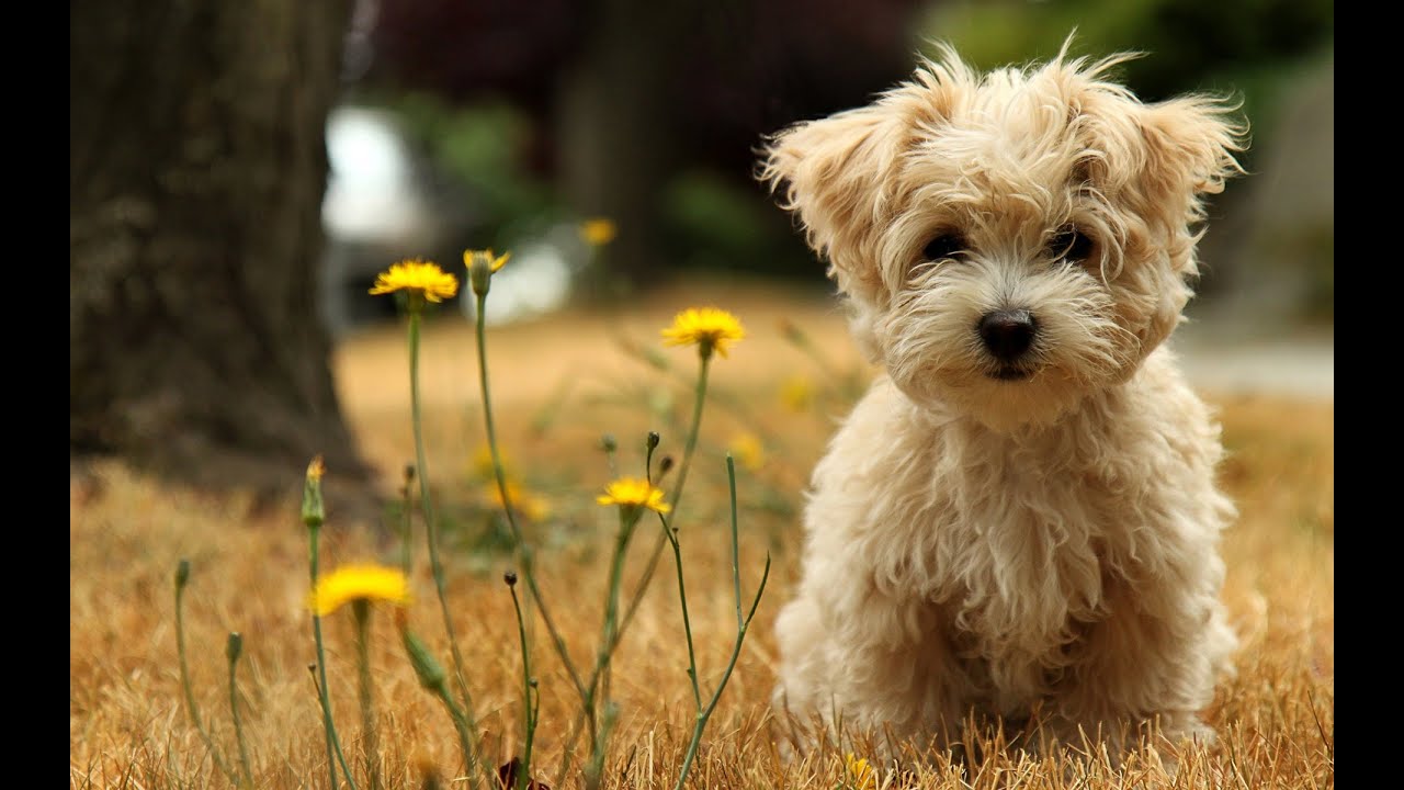 Perros jugando - YouTube