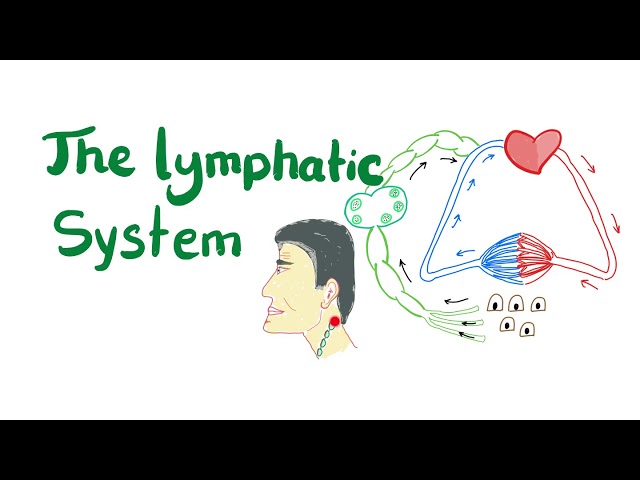 The Lymphatic System, All you need to know.