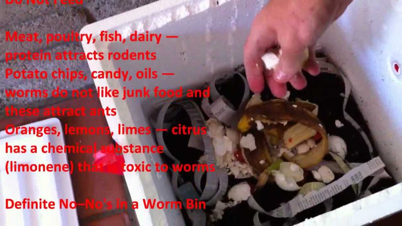 DIY- 3 Tier Worm Bin experiment on Vermicomposting - YouTube