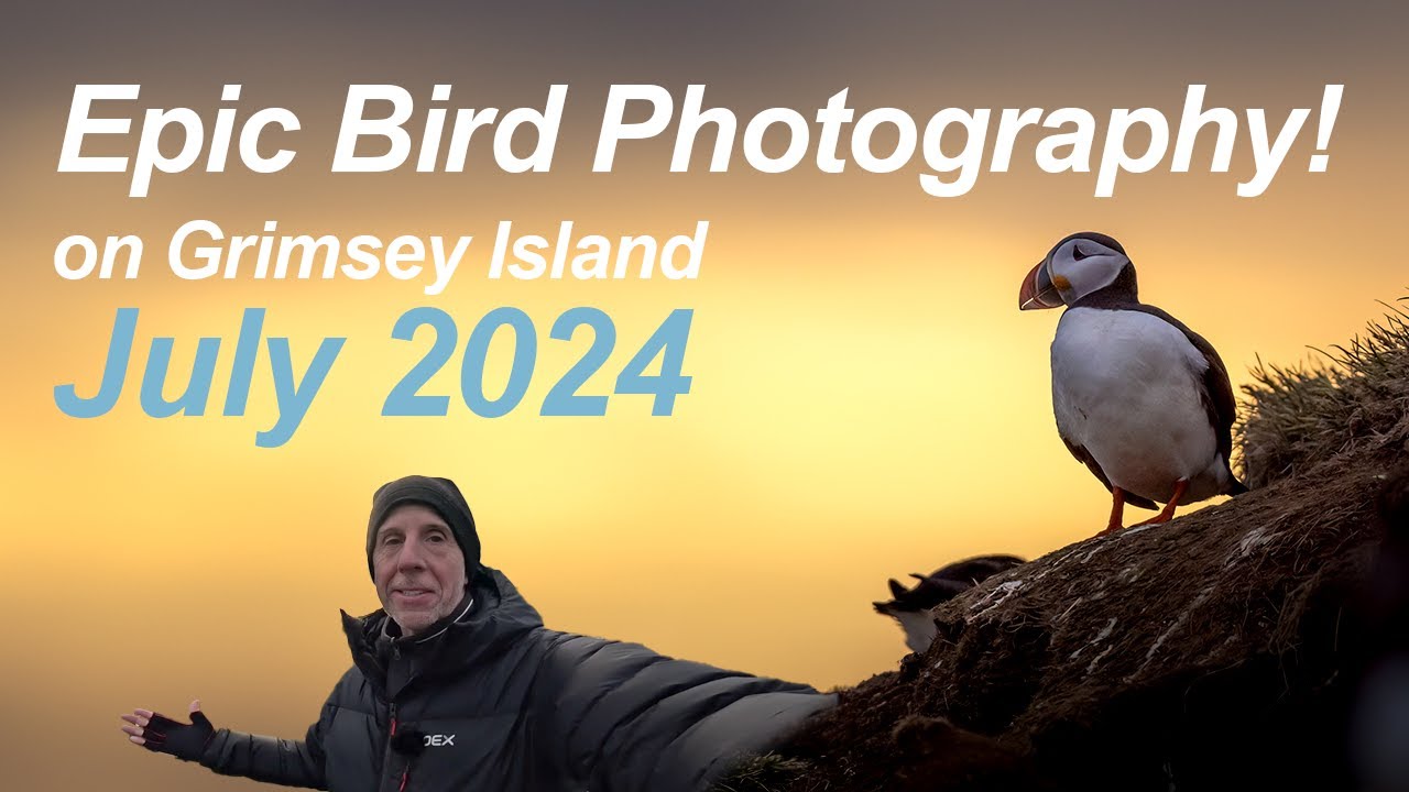 Epic Bird photography Adventure: From London to Grimsey Island 2024 ...