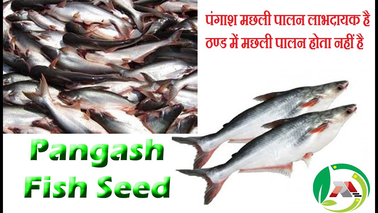 Pangash fish seed supply to all over India - Anand Krishi Khamar - YouTube