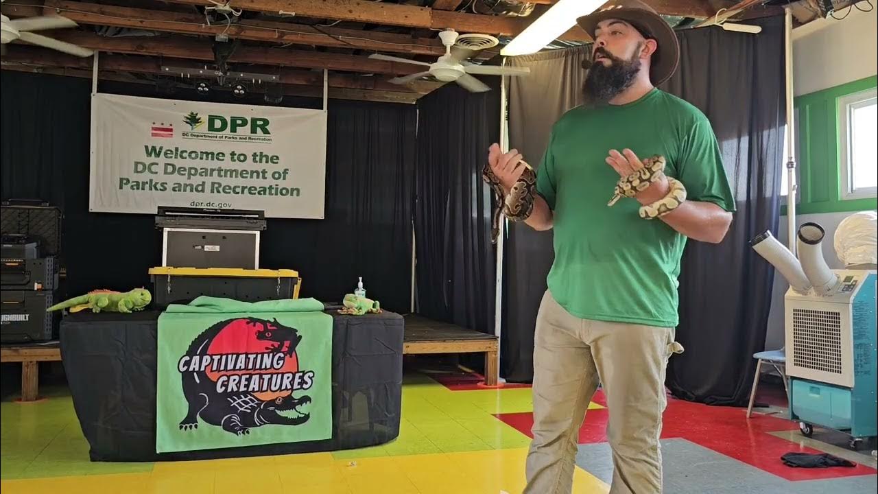 Constrictors, non venomous snakes Demo with Ball Pythons: How do they ...