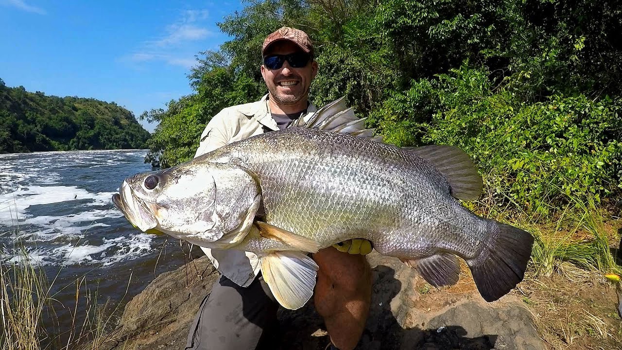 NILE PERCH FROM THE MURCHISON FALLS - YouTube