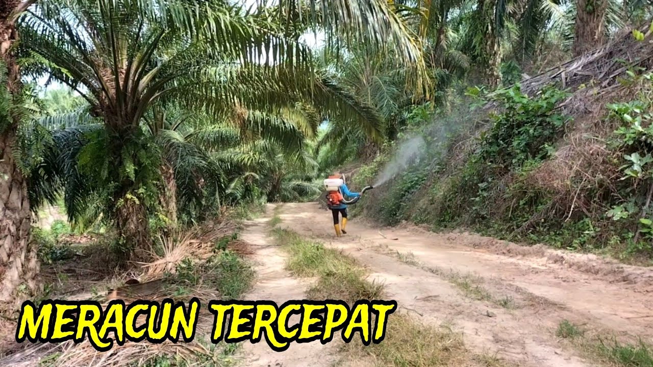 ini baru cepat buat meracun di malaysia - YouTube
