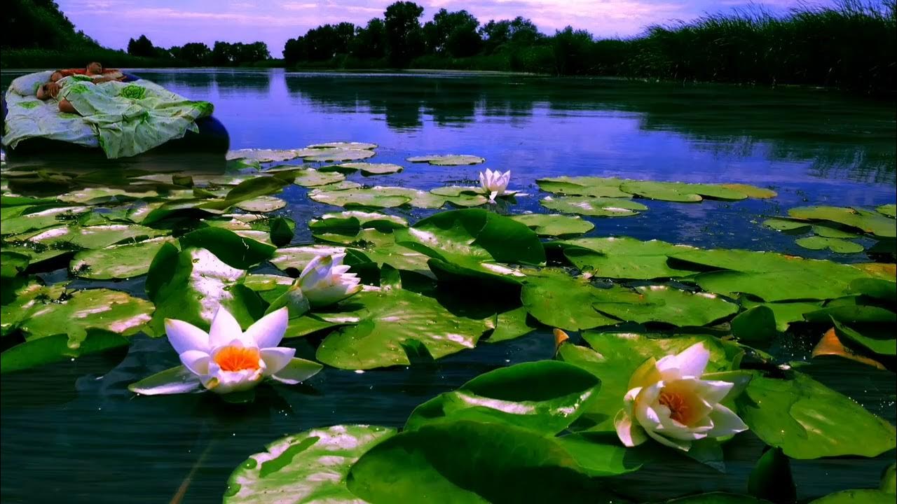 🎈🕊СОН НА РЕКЕ ПЕНИЕ ПТИЦ РАННИМ УТРОМ для релакса Соловей и кукушка Youtube