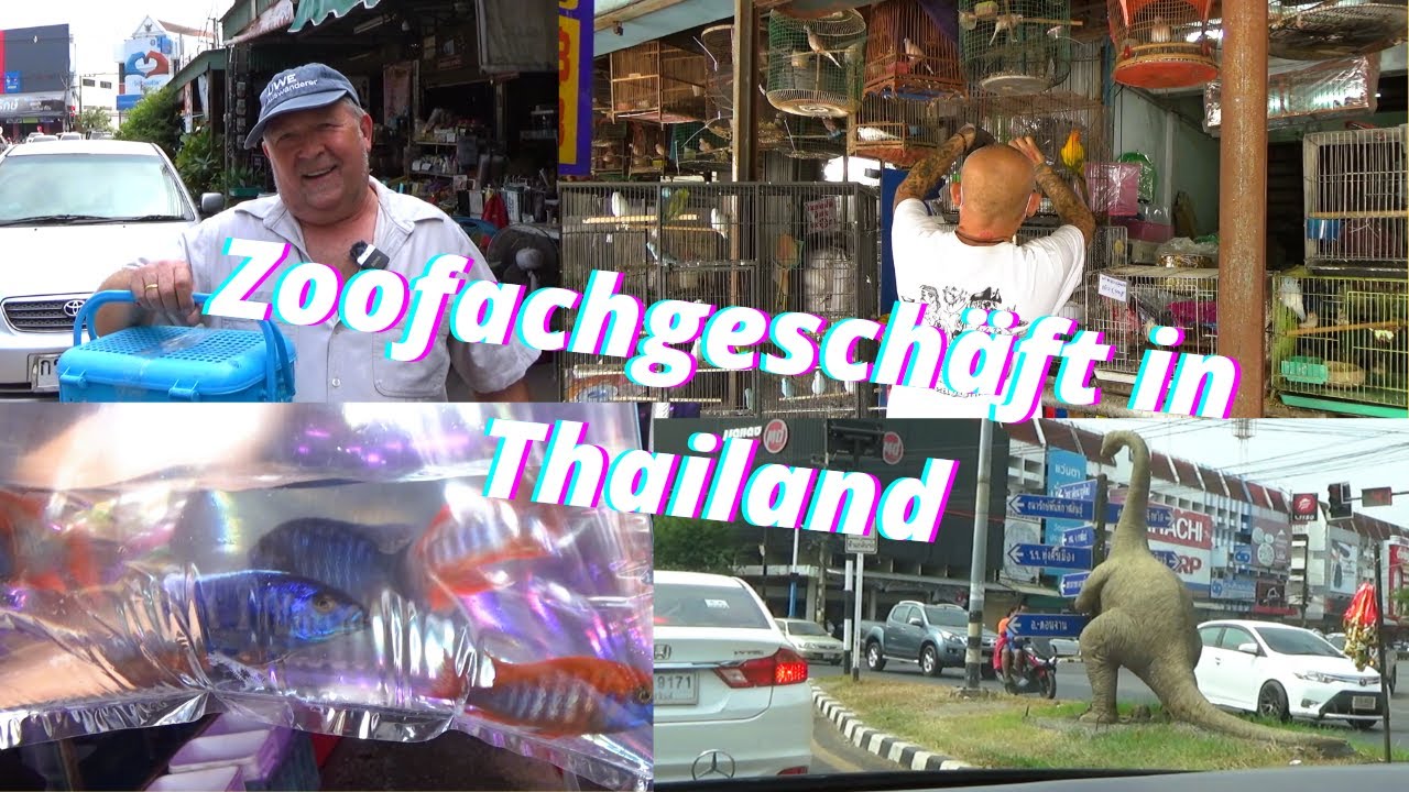 Mit dem Daimler zur Tierhandlung in Kalasin. Was kauft meine Frau? Wo kann ich nicht nein sagen ...