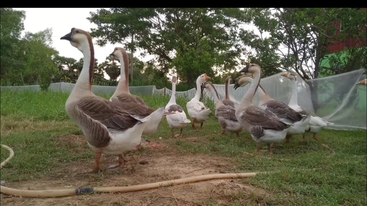 Make a geese cage - YouTube