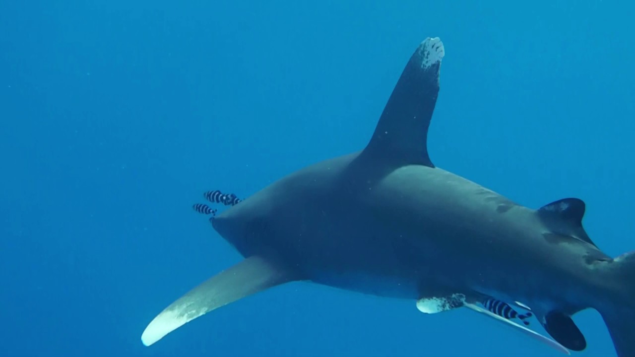 Longimane Shark Elphinstone - YouTube