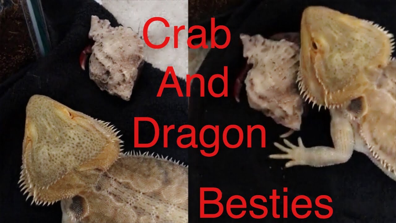 Bearded dragon and hermit crab best friends - YouTube