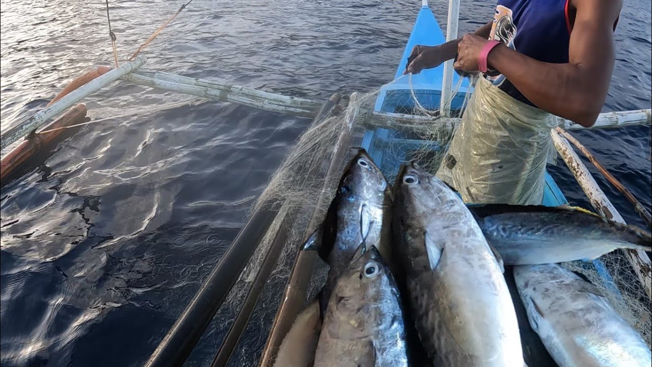 Catching skipjack using net traditional fishing varando tv - YouTube