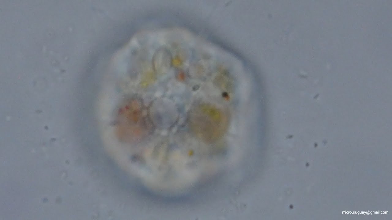 Otra ameba nuclearia sp - another amoeba Nuclearia sp - YouTube