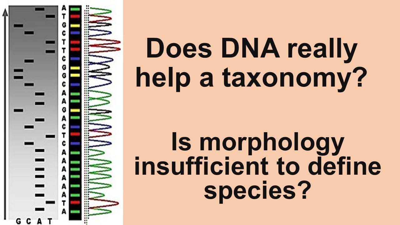 "Uncovering the Connection Between Taxonomy and DNA: Is Morphology ...