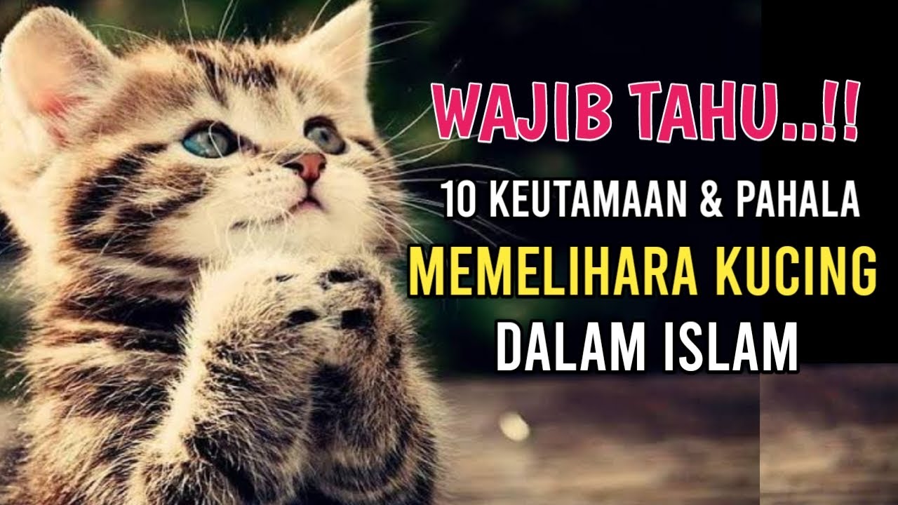Inilah 10 Pahala dan Manfaat Memelihara Kucing Dalam Islam - YouTube