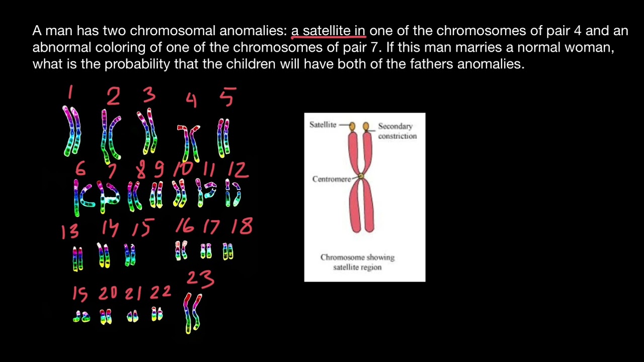 Satellite chromosome, Karyotype, Cytology - YouTube