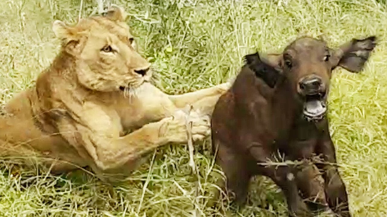 Cows Attack Lion to Protect Injured Cow - YouTube