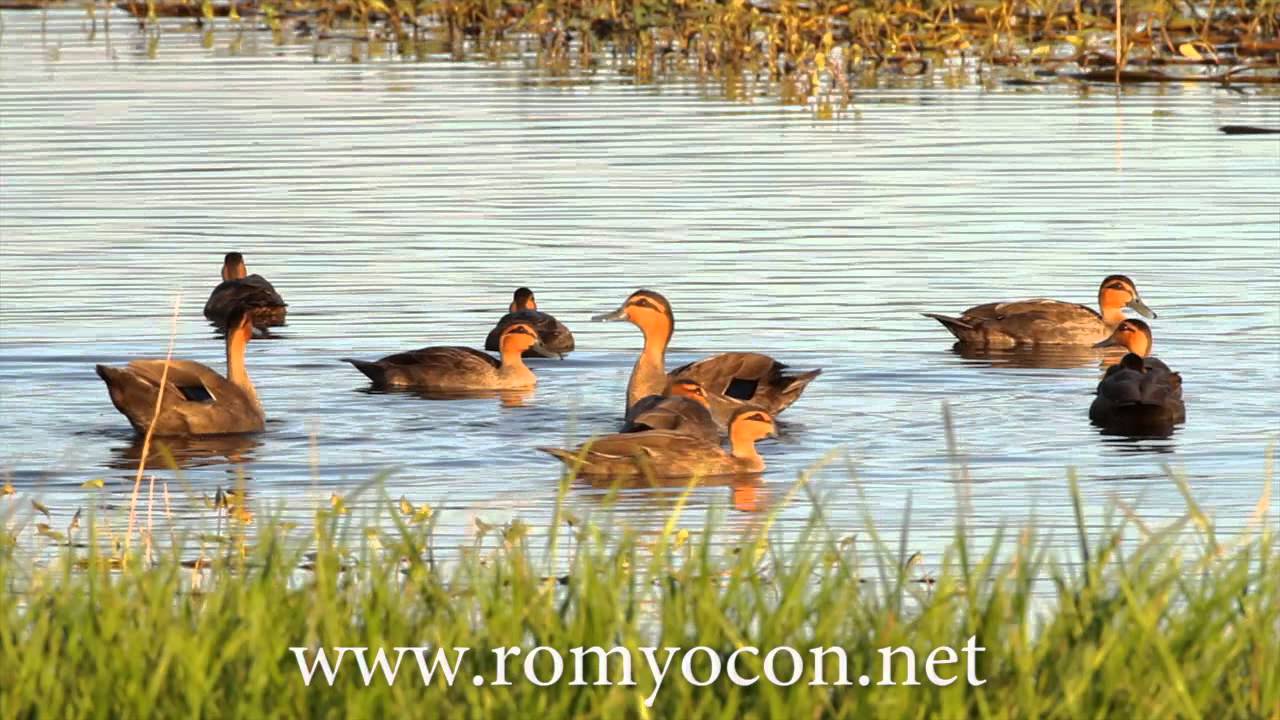 Philippine Ducks at Candaba Wetlands - YouTube
