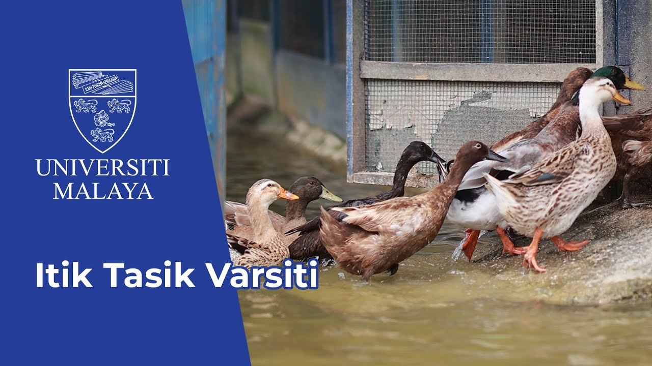 Itik Tasik Varsiti | UM EKSKLUSIF (2023) - YouTube
