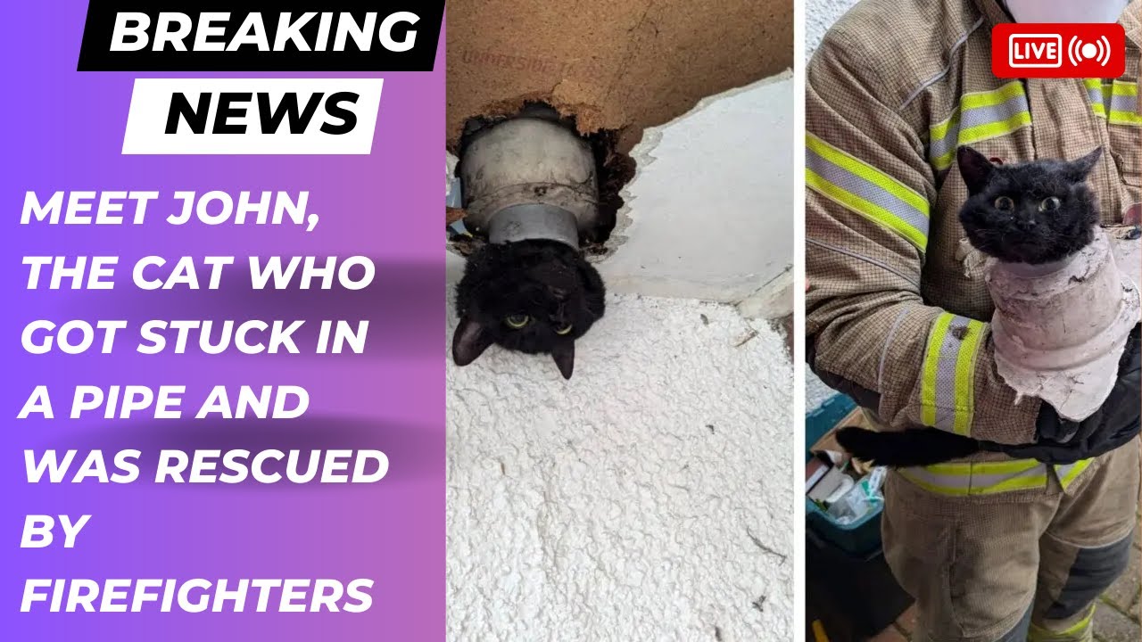Meet John, the Cat Who Got Stuck in a Pipe and Was Rescued by ...