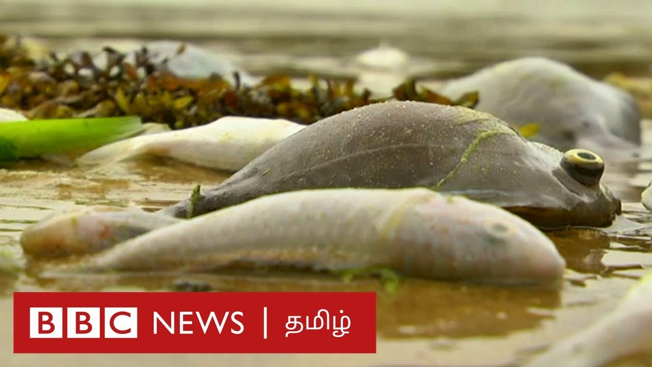 பச்சை நிறத்தில் மாறிய கடல்; செத்து மிதக்கும் மீன்கள் - நடப்பது என்ன ...